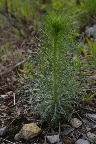 Ipomopsis rubra - PictureThis