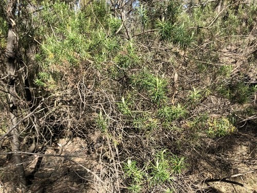 Cassinia longifolia - PictureThis