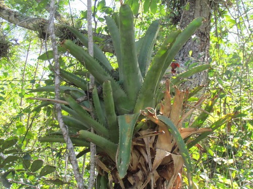 Gallito (Aechmea bracteata) - PictureThis