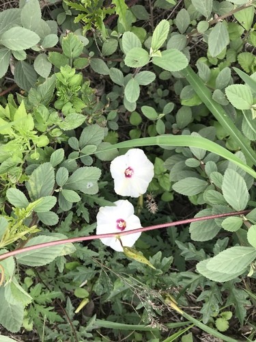 How to Plant and Grow Alamo vine(Distimake dissectus)