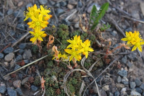 Spearleaf stonecrop (Sedum lanceolatum) Flower, Leaf, Care, Uses ...