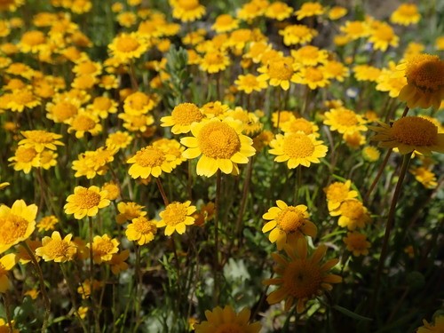 Contra costa goldfields (Lasthenia conjugens) Flower, Leaf, Care, Uses ...