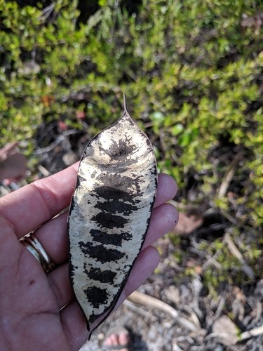 Tsalam (Lysiloma latisiliquum) - PictureThis