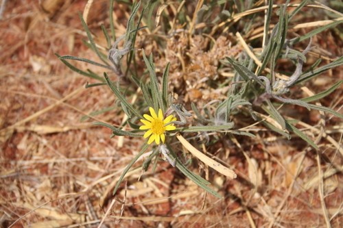 Geigeria ornativa - PictureThis