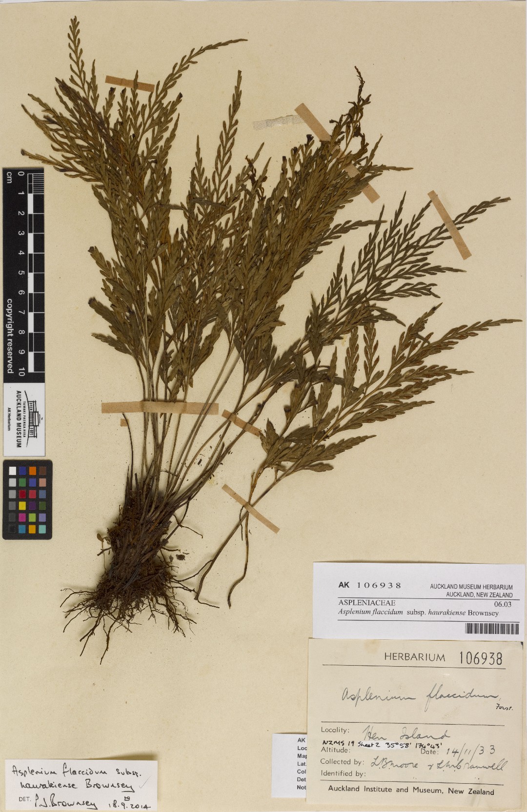 Asplenium flaccidum - PictureThis