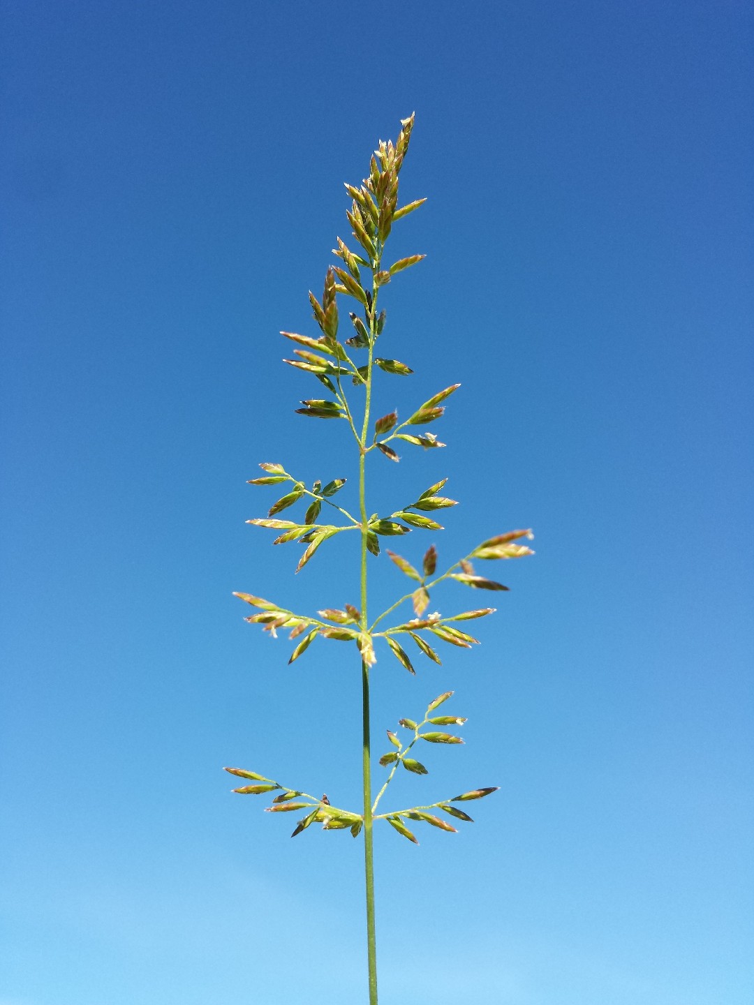 Zacate azul de Canadá (Poa compressa) - PictureThis