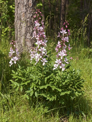 Gas plant (Dictamnus albus) Flower, Leaf, Care, Uses - PictureThis