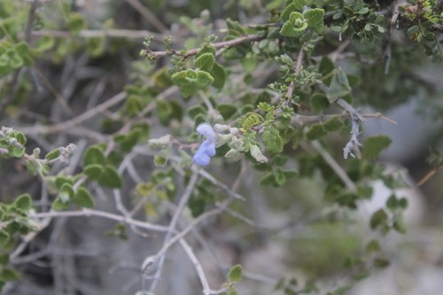 Salvia ballotiflora 花言葉，毒性，よくある質問 - PictureThis