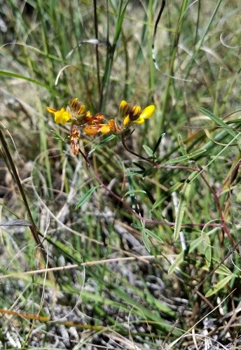 Hall's prairie clover (Dalea hallii) Flower, Leaf, Care, Uses - PictureThis