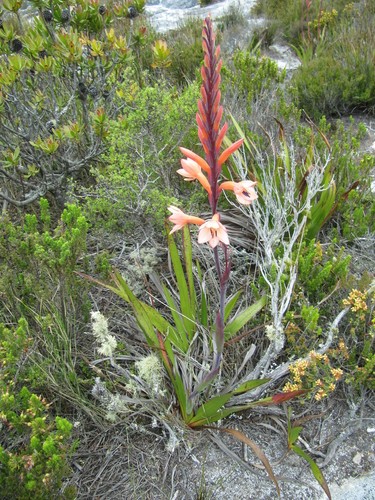 Watsonia tabularis - PictureThis