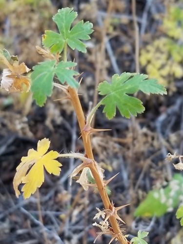 Ribes montigenum - PictureThis