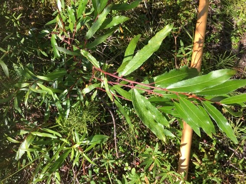 Little-tree willow (Salix arbusculoides) Flower, Leaf, Care, Uses ...