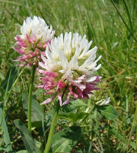 Kura clover (Trifolium ambiguum) Flower, Leaf, Care, Uses - PictureThis