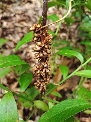 Cuscuta compacta - PictureThis