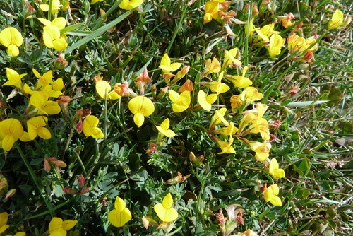 Narrowleaf trefoil (Lotus tenuis) Flower, Leaf, Care, Uses - PictureThis
