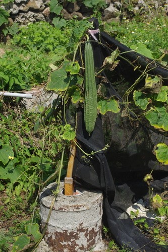 Люффа остроребристая (Luffa acutangula) - PictureThis