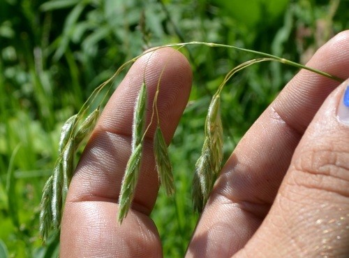 Bromo de la pradera (Bromus kalmii) - PictureThis