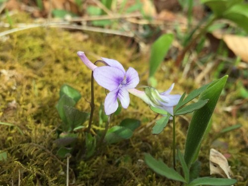 Viola Rostrata
