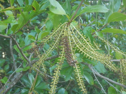 Titi de Pantano (Cyrilla racemiflora) - PictureThis