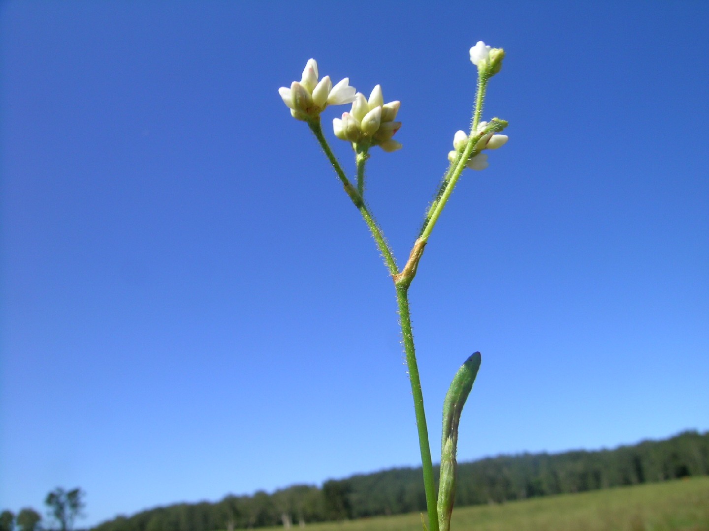 Persicaria strigosa - PictureThis