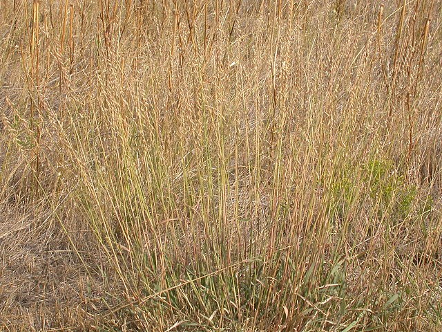 Navajita aguja (Bouteloua aristidoides) - PictureThis