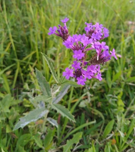 숙근 버베나 (Verbena rigida) - PictureThis