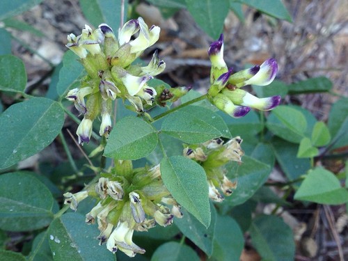 Rupertia physodes - PictureThis