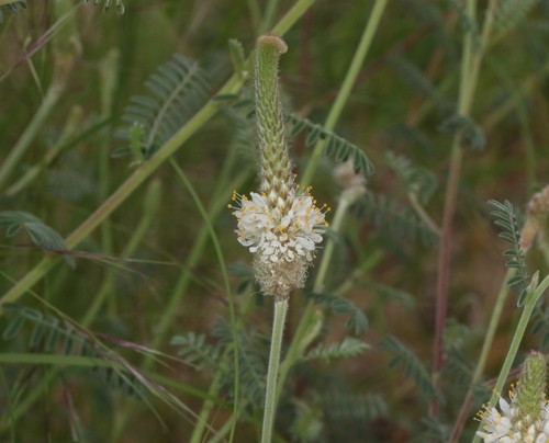 Dalea albiflora - PictureThis