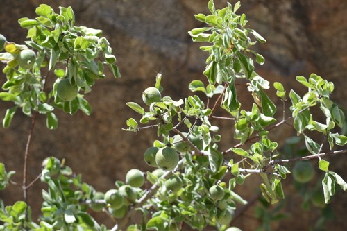 Randia Care (Watering, Fertilize, Pruning, Propagation) - PictureThis