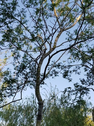 Tenaza (Havardia pallens) - PictureThis