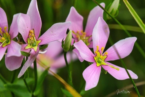 Sabatia angularis - PictureThis