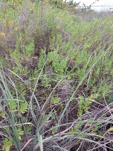 Saltwort (Bataceae) Flower, Leaf, Care, Uses - PictureThis