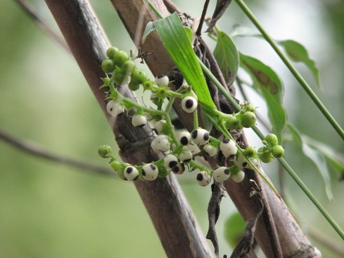 Bejuco verde (Myriopus volubilis) - PictureThis
