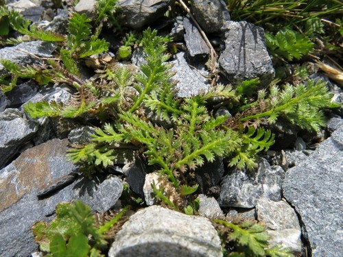 Leptinella squalida - PictureThis