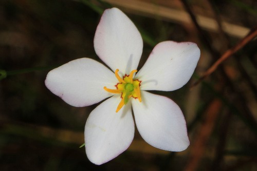 Sabatia stellaris - PictureThis