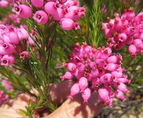 Erica inflata Care (Watering, Fertilize, Pruning, Propagation ...