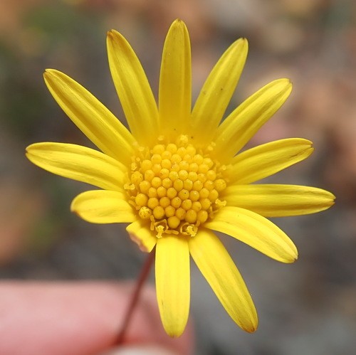 Euryops ericoides Care (Watering, Fertilize, Pruning, Propagation ...