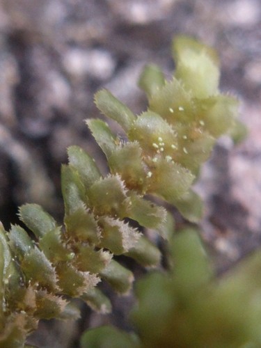 Scapania bolanderi Flower, Leaf, Care, Uses - PictureThis