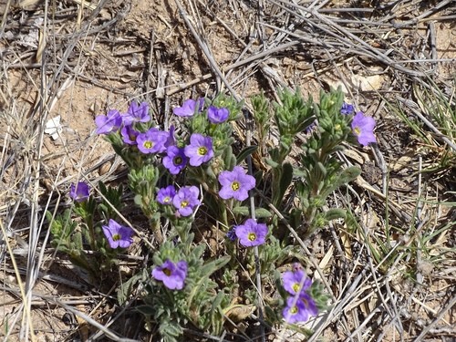🍀 How to Grow and Care for Stevens' fiddleleaf