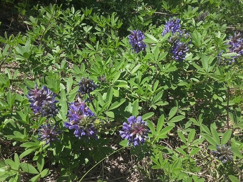 Psoralea - PictureThis