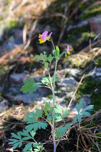 Arlequín corydalis (Capnoides sempervirens) - PictureThis