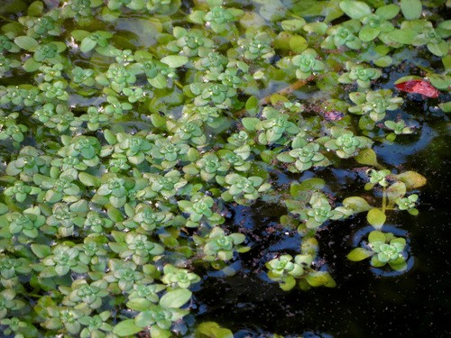 Water-Starwort (Callitriche) Flower, Leaf, Care, Uses - PictureThis