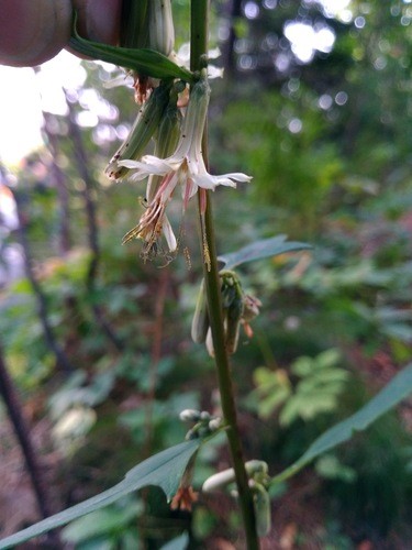 Three-Leaved Rattlesnakeroot (Nabalus trifoliolatus) Flower, Leaf, Care ...
