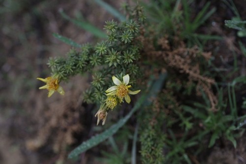 Santa susana tarweed (Deinandra minthornii) Flower, Leaf, Care, Uses ...