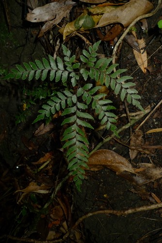Adiantum fulvum - PictureThis
