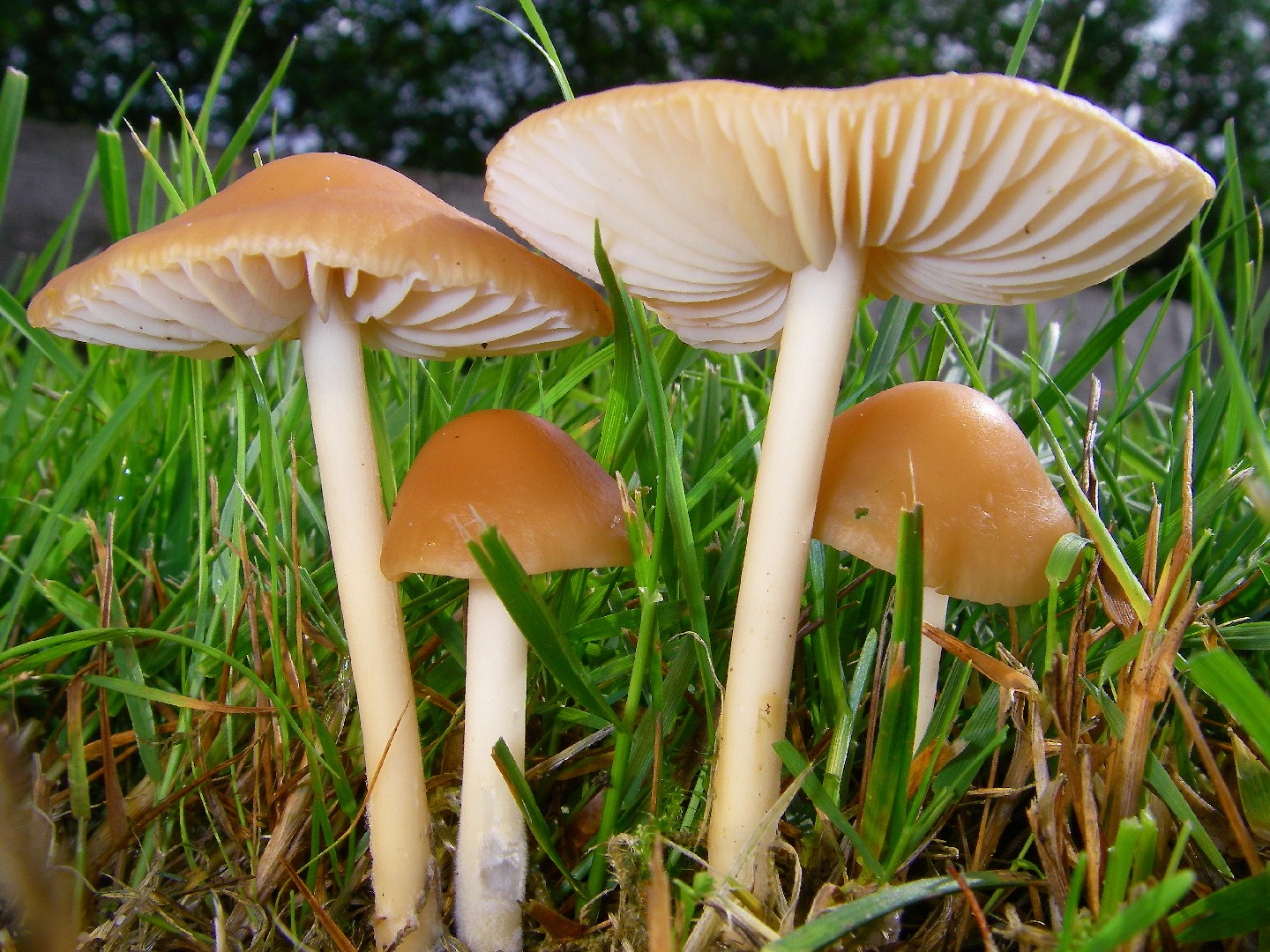 Marasmius oreades (Marasmius oreades) คู่มือการดูแล - PictureThis