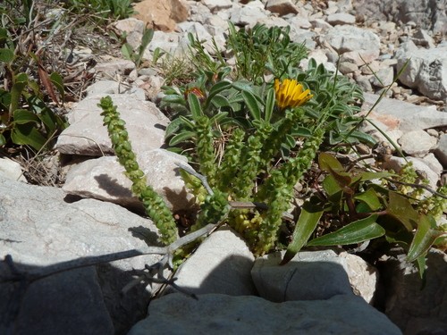 Valantia Flower, Leaf, Care, Uses - PictureThis