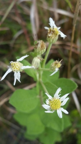 Oclemena reticulata - PictureThis