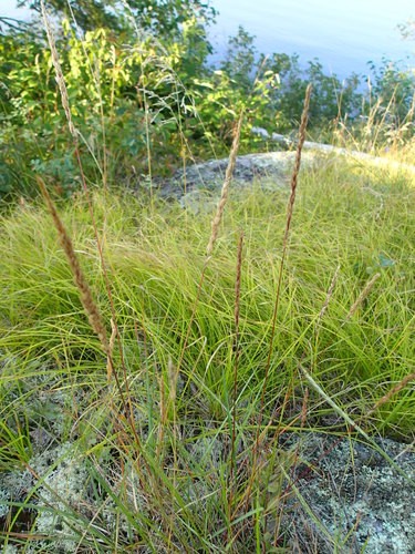 How to Plant and Grow Prairie junegrass(Koeleria macrantha)