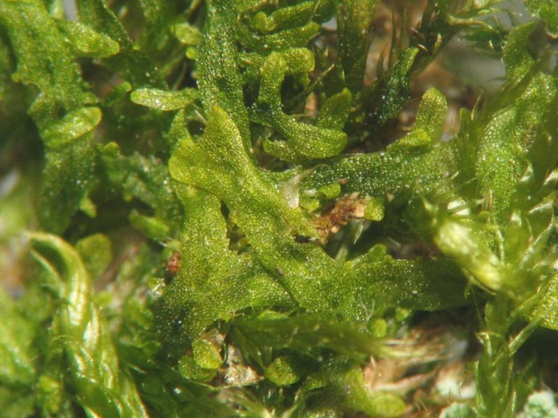 Metzgeria furcata - PictureThis